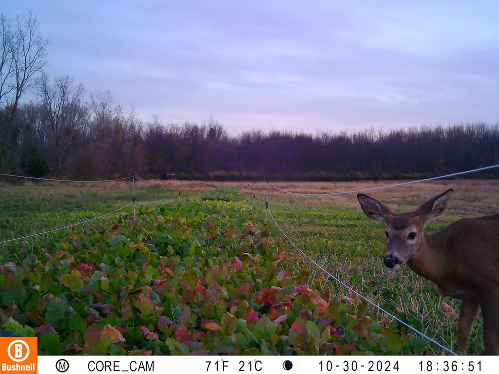Midwestern Wildlife Zone - 2025 Plot Update — CISCO Farm Seed