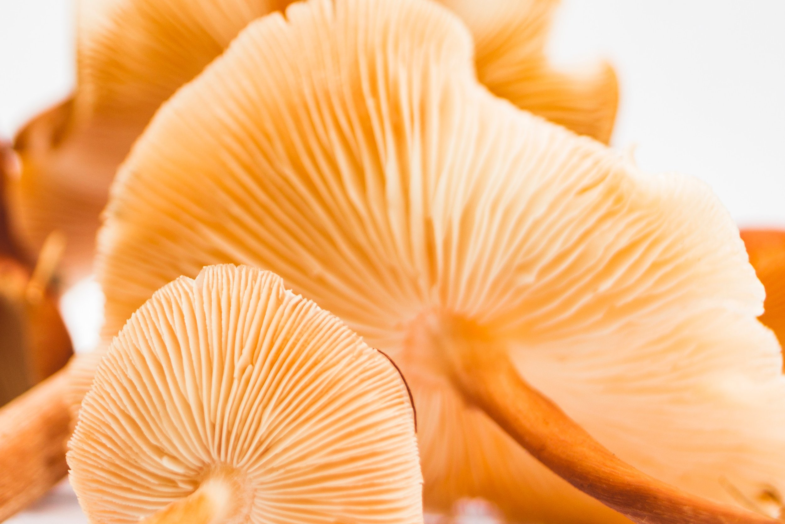 Adaptogens 101 How Do I Know What I Should Take OhCarlene Adaptogens 101 How Do I Know What I Should Take OhCarlene