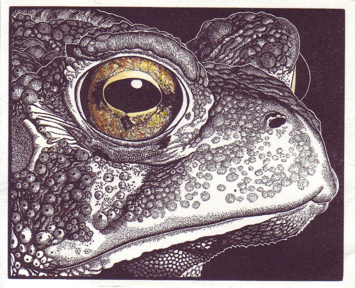 Abigail Rorer (1949 - ) — Brier Hill Gallery