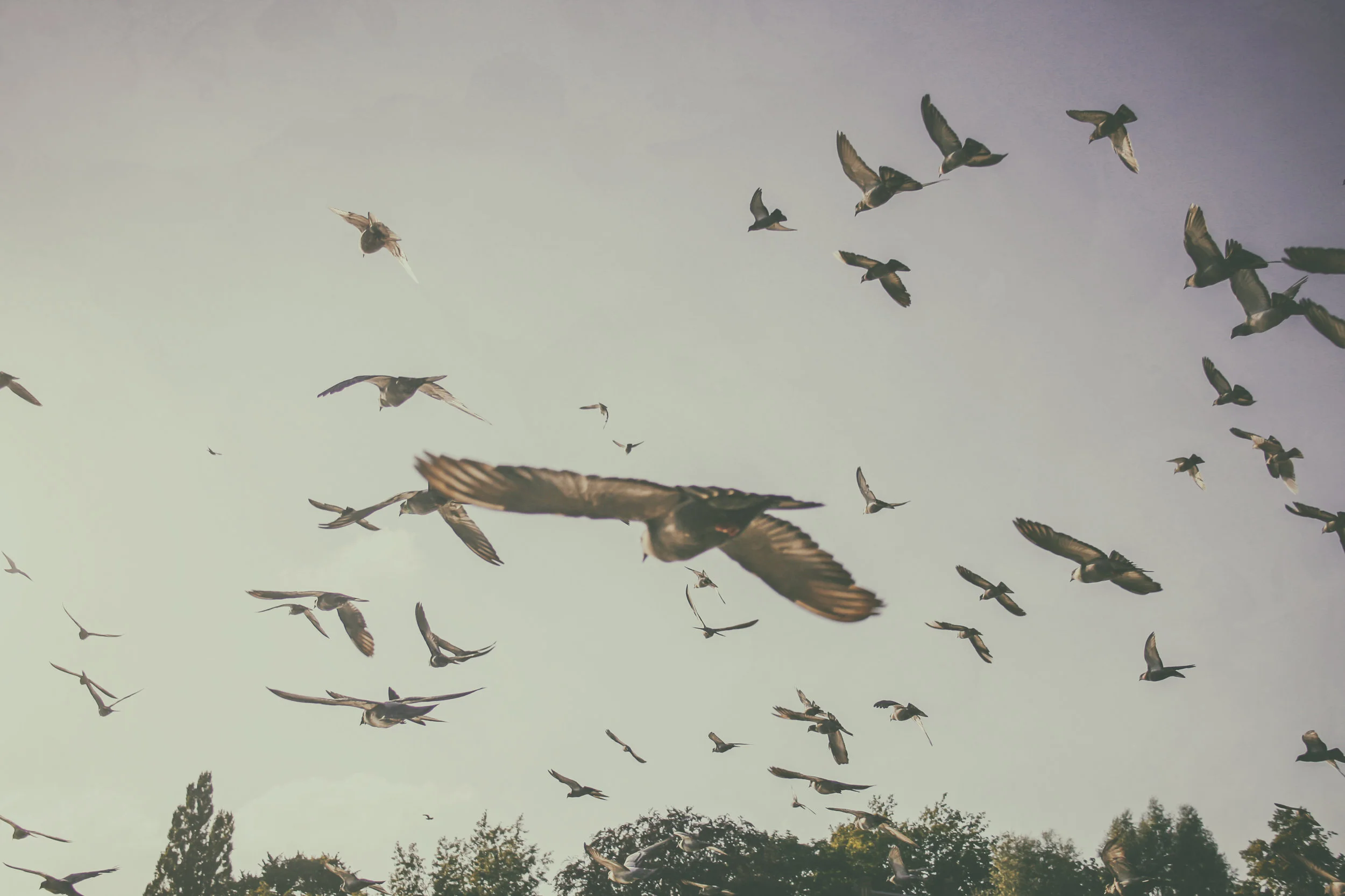 Atlanta Graphic Design & Social Media Agency | Treebird Branding