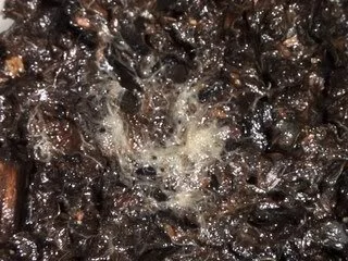 Grindal Worm Culture (Enchytraeus buchholzi) | Fish Laboratory