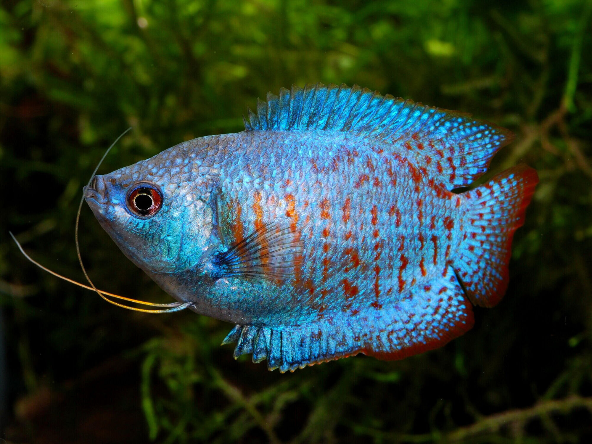 Dwarf Gourami | Fish Laboratory Dwarf Gourami | Fish Laboratory