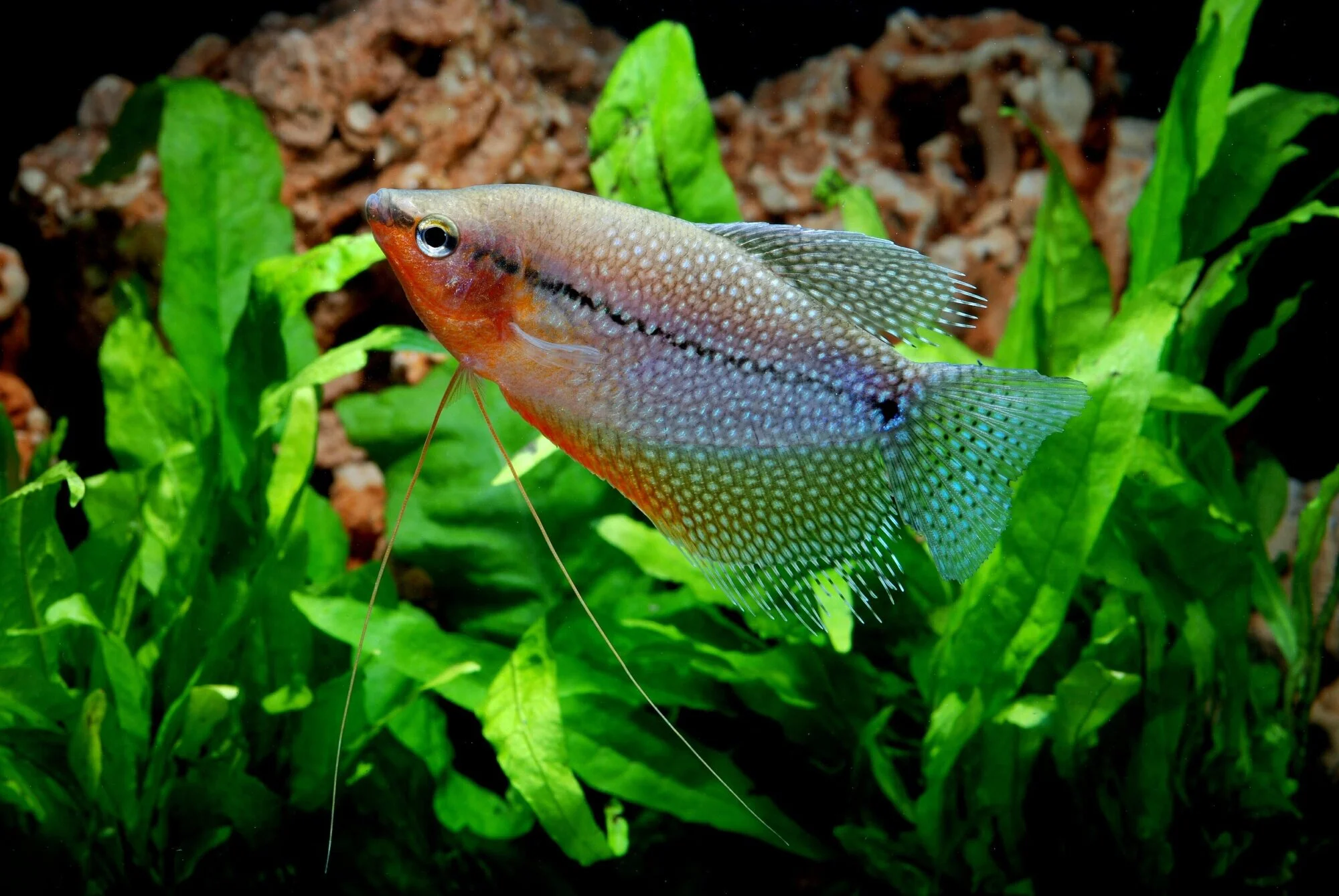 Pearl Gourami | Fish Laboratory