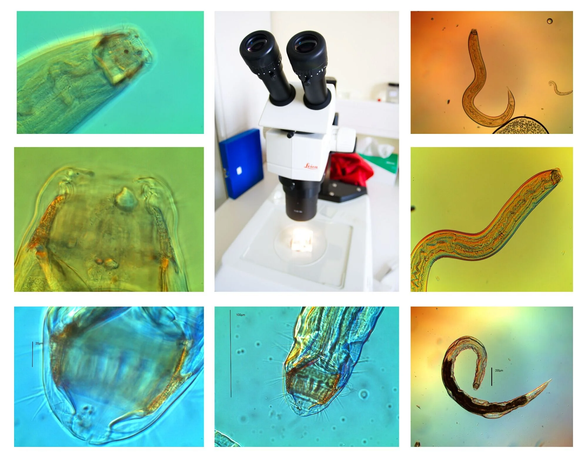 Soil Nematodes of the Antarctic Dry Valleys | Fish Laboratory
