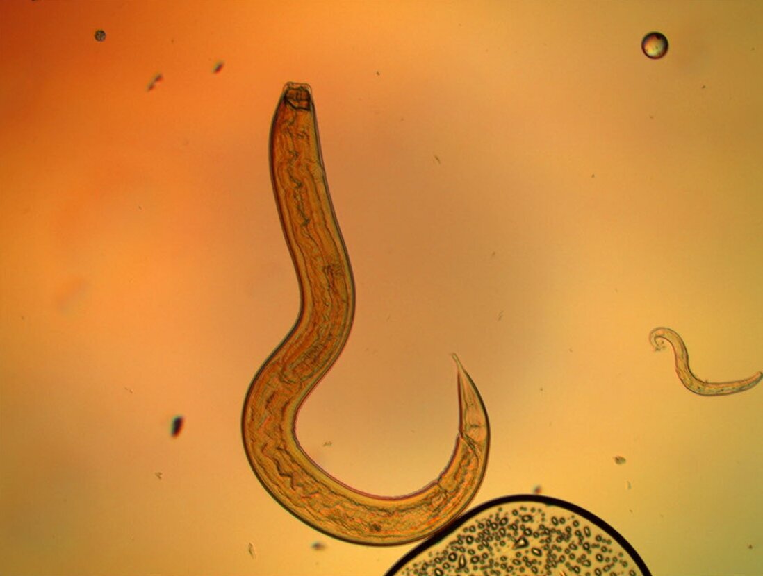 Soil Nematodes of the Antarctic Dry Valleys | Fish Laboratory