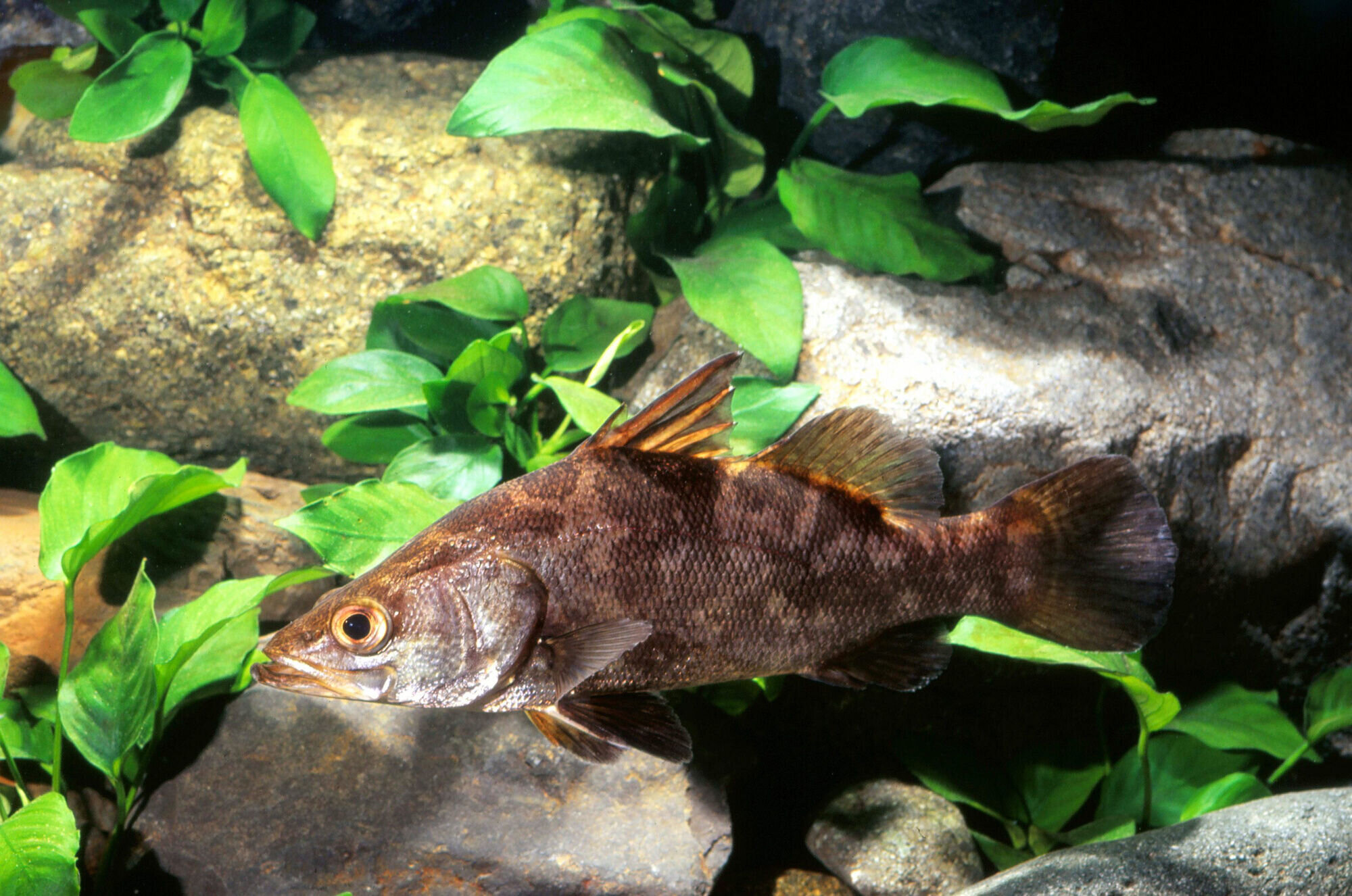 Nile Perch | Fish Laboratory