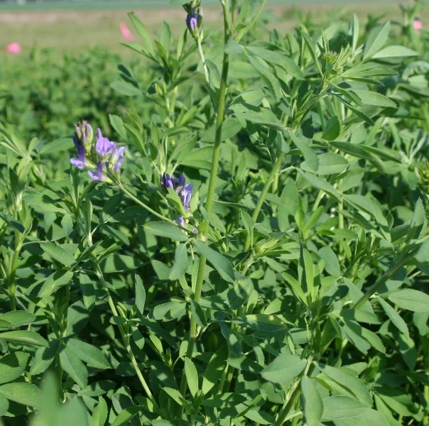 Alfalfa, Bulldog 505 (50 pounds)