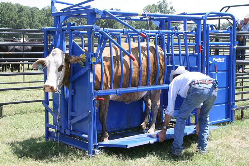 Best Cattle Head Catch