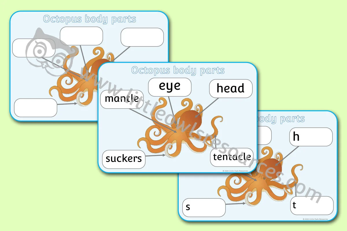 Octopus Diagram For Kids