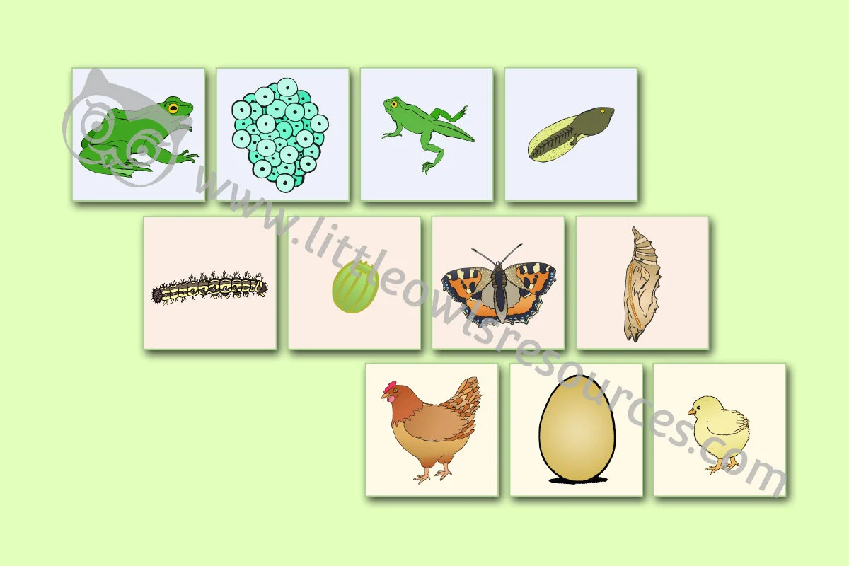 FREE Life Cycles printable Early Years/EY (EYFS) resources/downloads ...