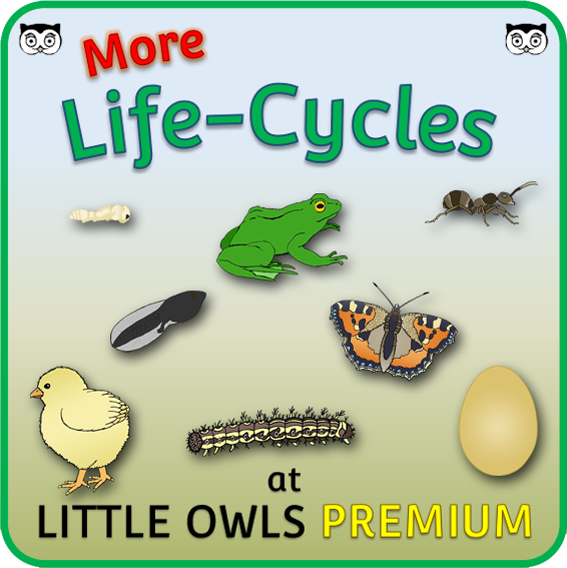 FREE Life Cycle Action Cards printable Early Years/EY (EYFS) resource ...