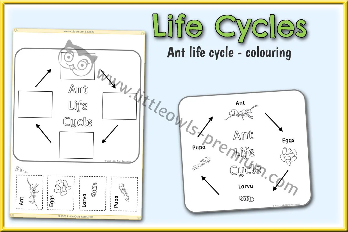 FREE Life Cycles printable Early Years/EY (EYFS) resources/downloads ...