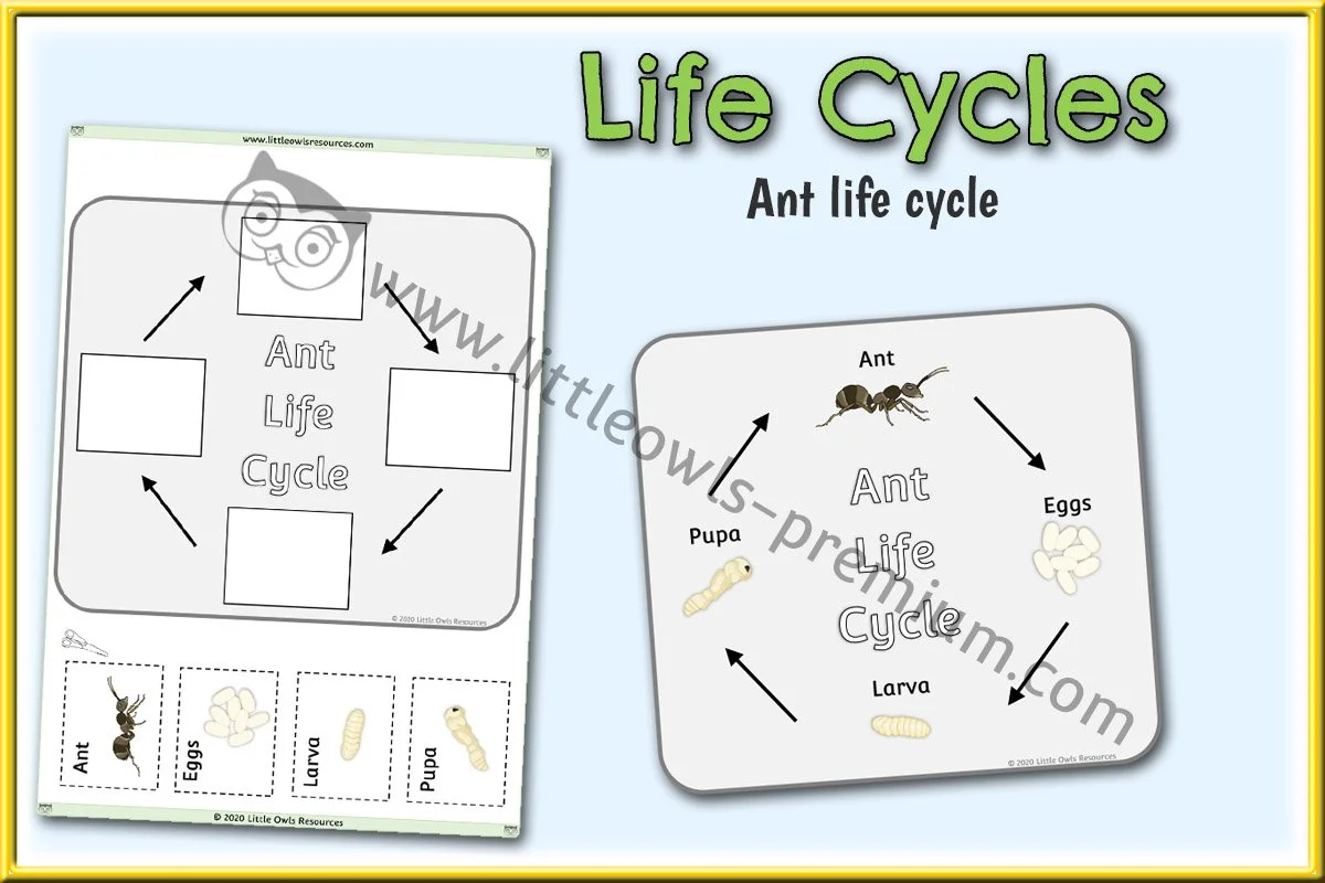 FREE Life Cycles printable Early Years/EY (EYFS) resources/downloads ...