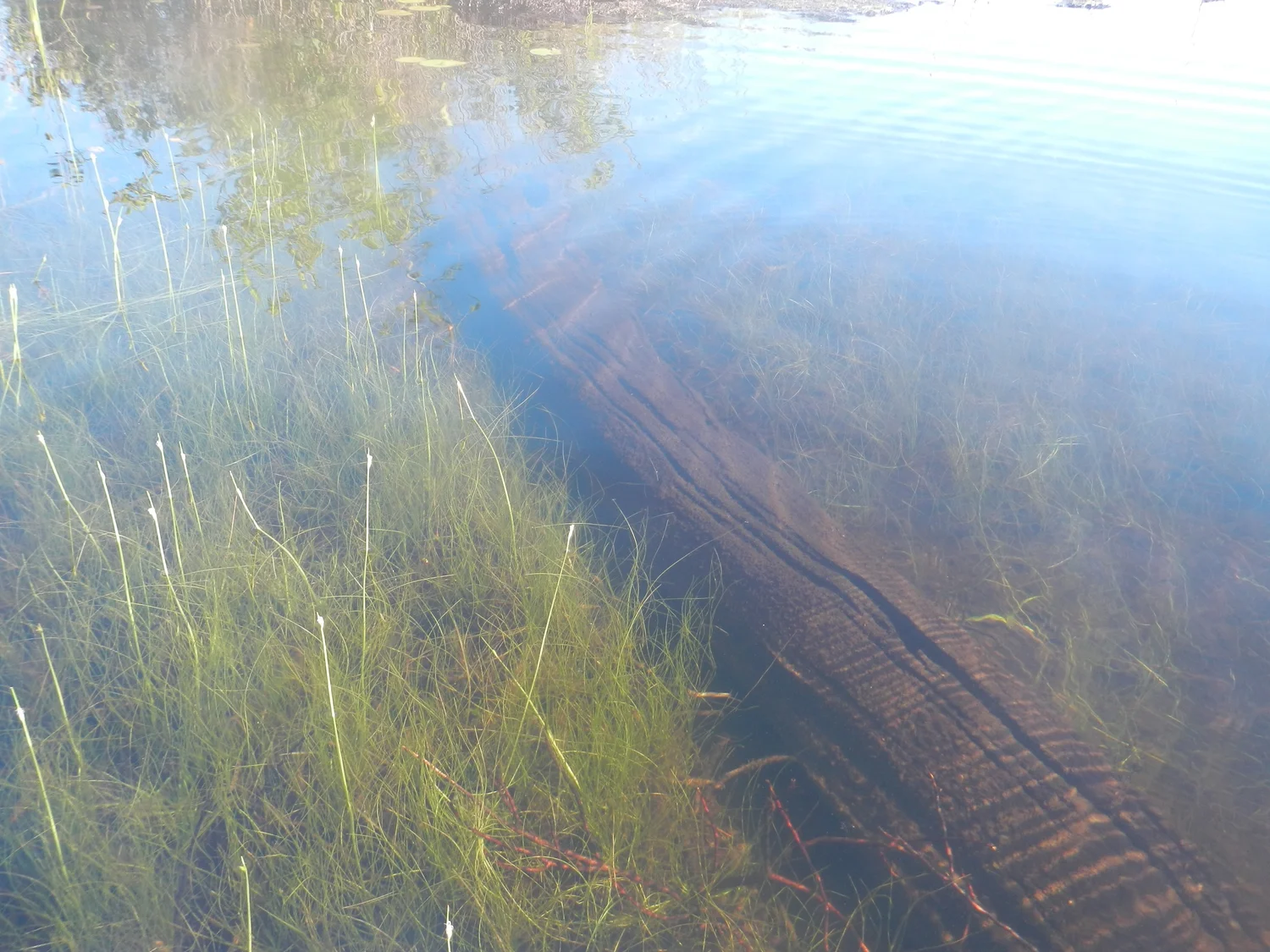 Kayaking on a Quiet Pond — Mimi Stadler Pottery