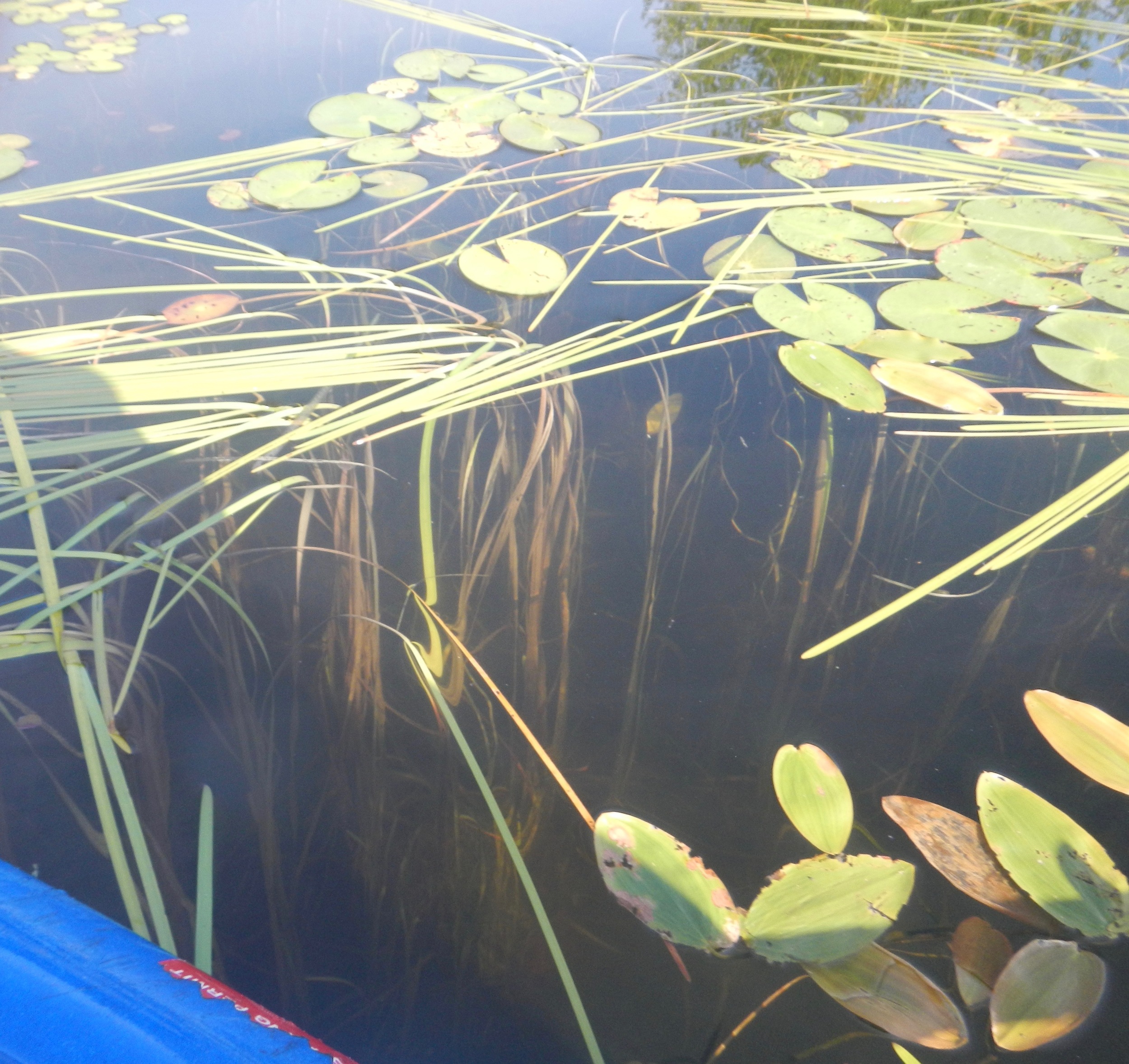 Kayaking on a Quiet Pond — Mimi Stadler Pottery
