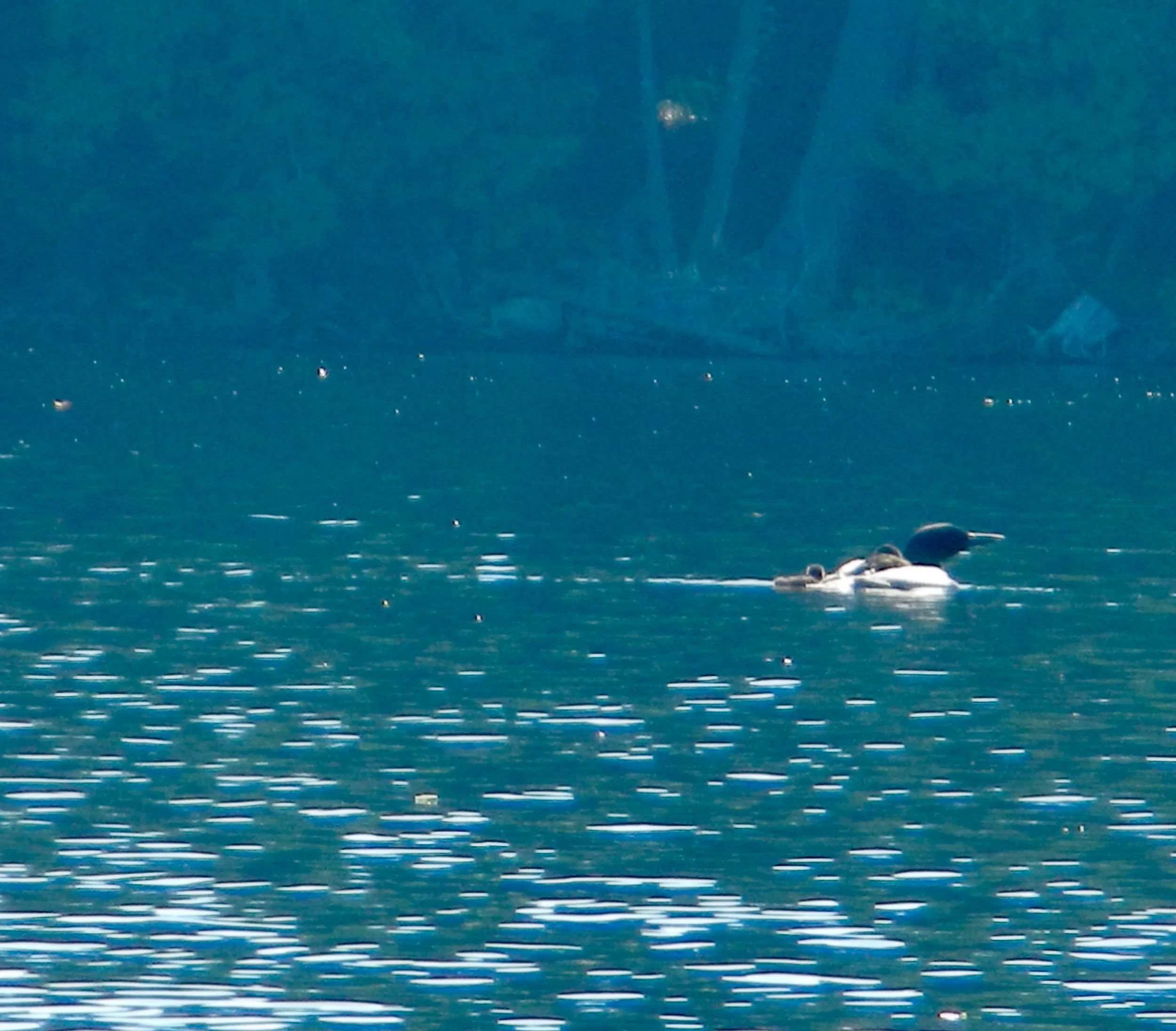 Kayaking on a Quiet Pond — Mimi Stadler Pottery