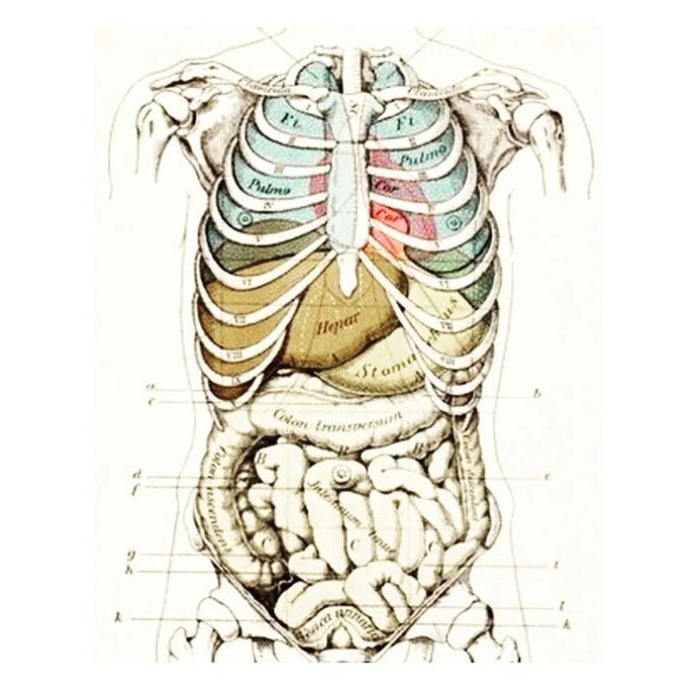 Symptoms of Liver Detox Issues + How to Support Them — Dr. Clair ...