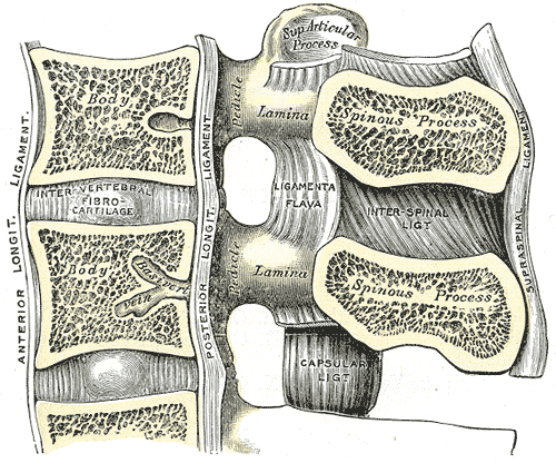 Holistic Approaches to Chronic Low Back Pain and Disc Degeneration — Dr ...