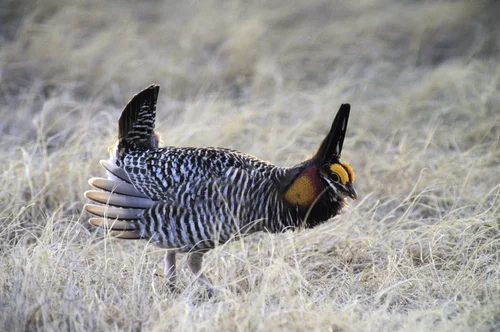 The North American Grouse Partnership