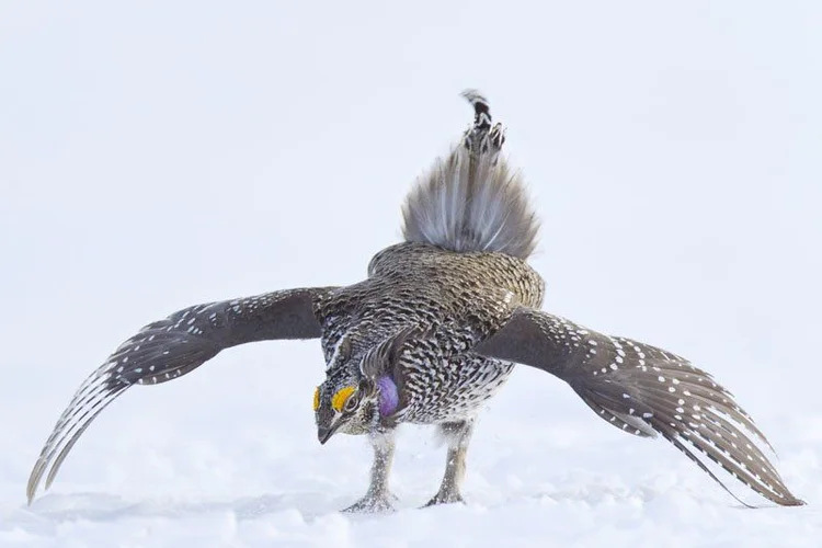 The North American Grouse Partnership
