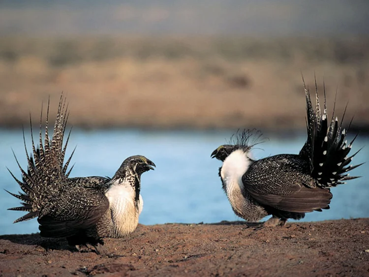 The North American Grouse Partnership