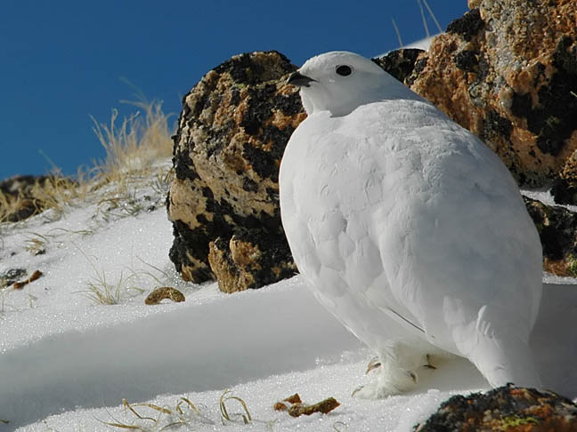 Grouse Species — The North American Grouse Partnership