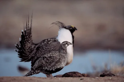 Sage Grouse — The North American Grouse Partnership