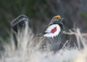 Forest Grouse — The North American Grouse Partnership