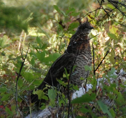Forest Grouse — The North American Grouse Partnership