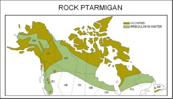 Ptarmigan — The North American Grouse Partnership