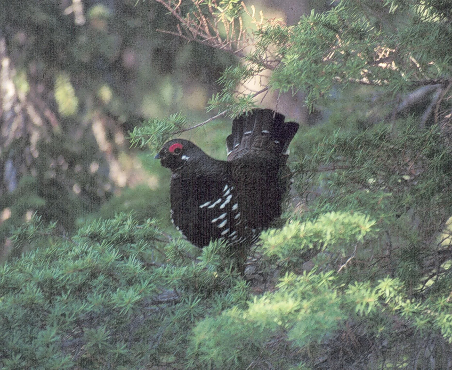 Forest Grouse — The North American Grouse Partnership