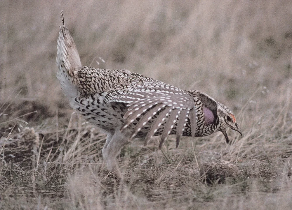 Prairie Grouse — The North American Grouse Partnership
