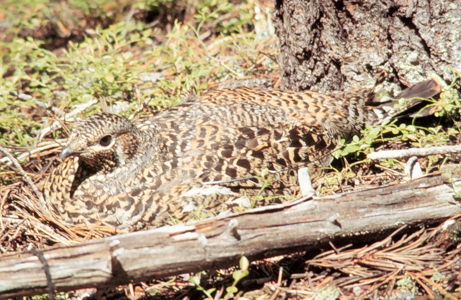 Forest Grouse — The North American Grouse Partnership