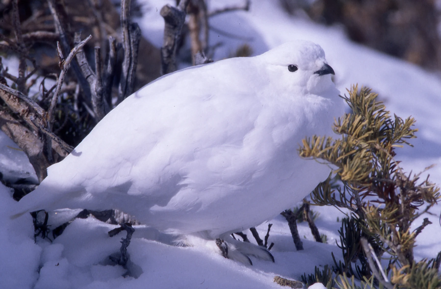 Ptarmigan — The North American Grouse Partnership