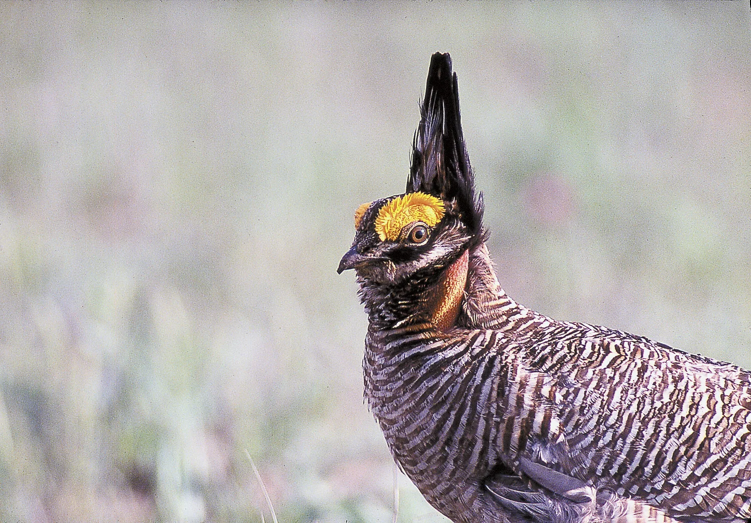 The North American Grouse Partnership