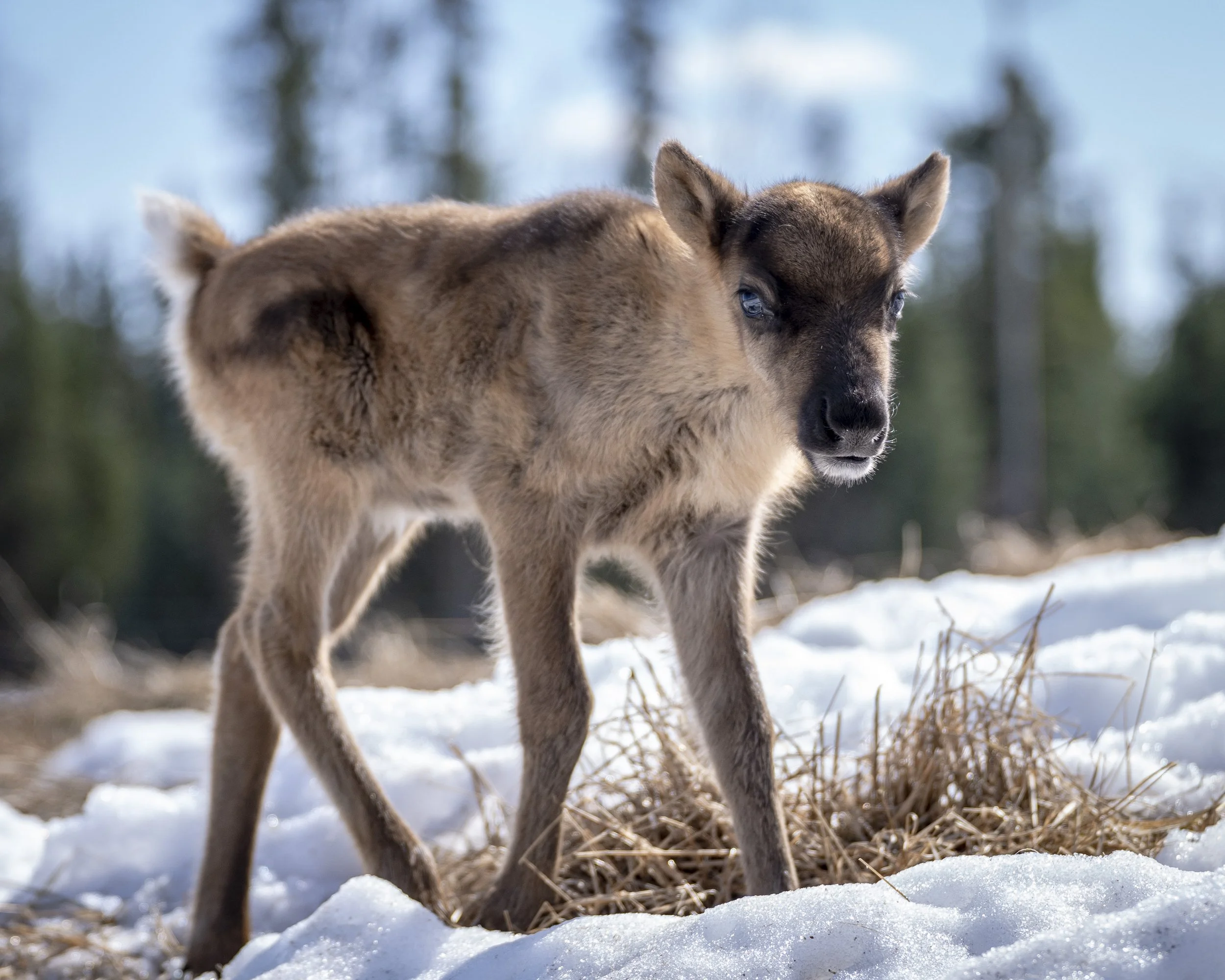 Baby Caribou In Snow