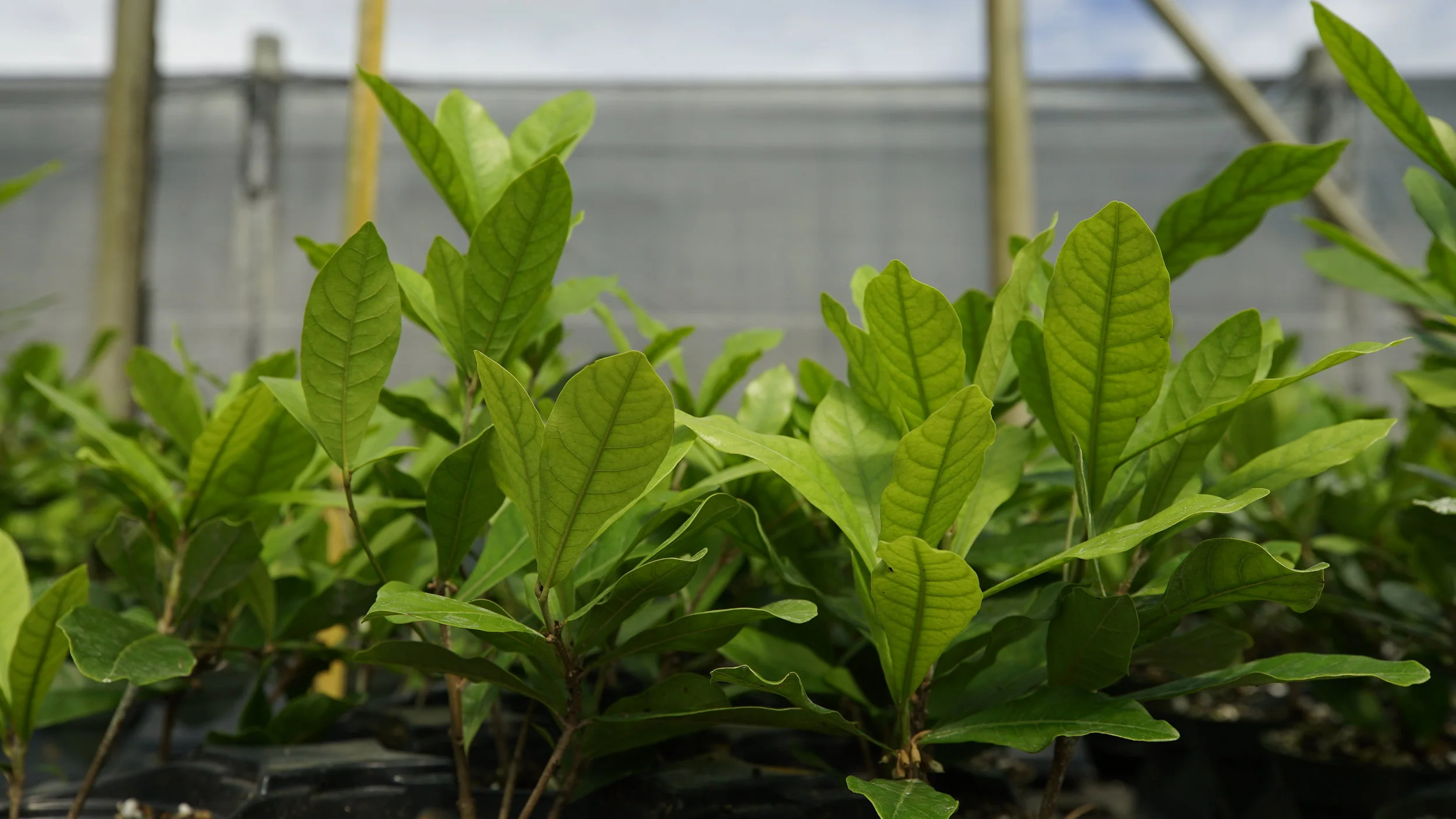 Miracle Fruit Farm, LLC- Fresh Miracle Berries & More - Miami, FL