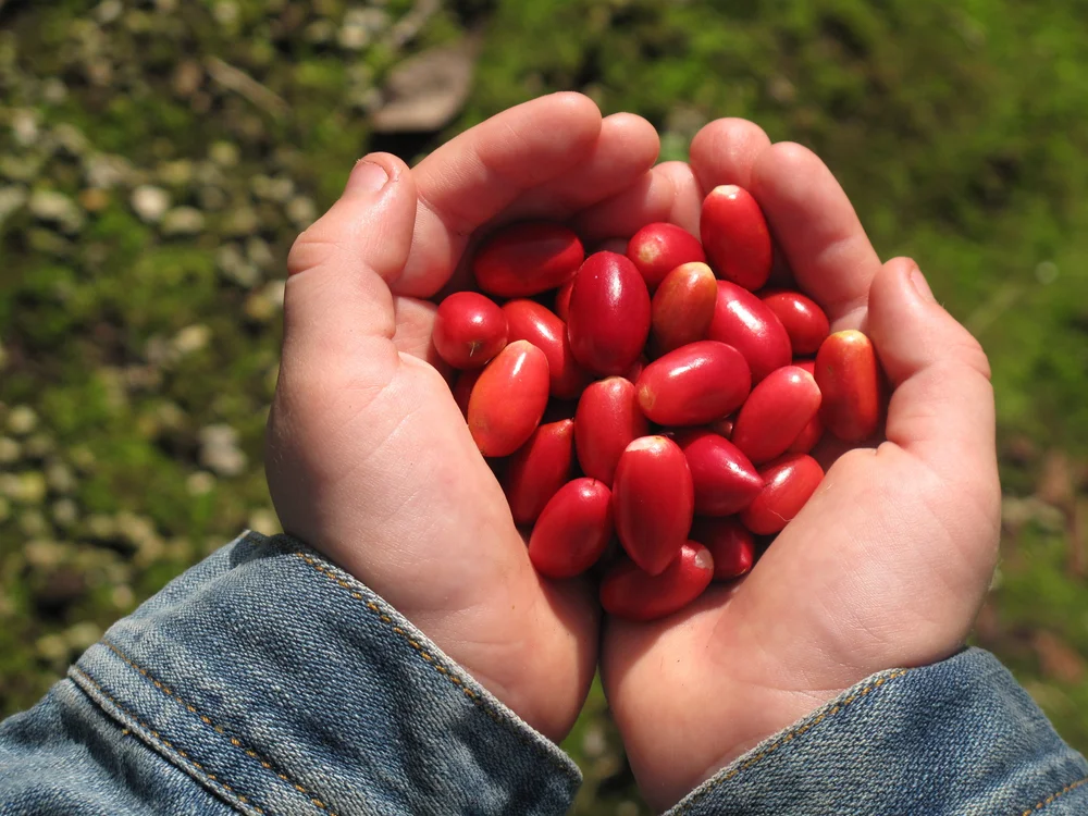 Miracle Fruit Farm, LLC- Fresh Miracle Berries & More - Miami, FL