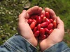Miracle Fruit Farm, LLC- Fresh Miracle Berries & More - Miami, FL
