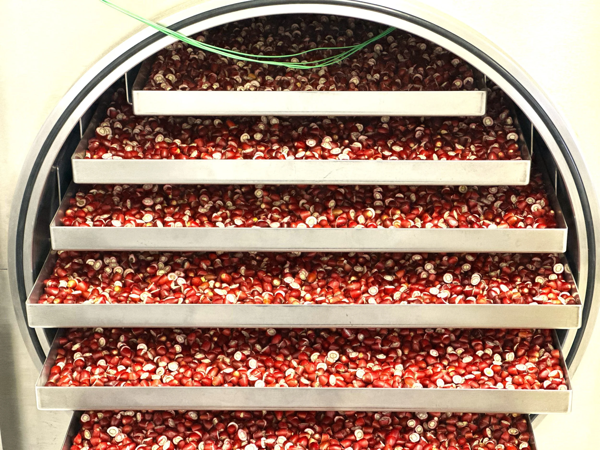 Wholesale — Miracle Fruit Farm, LLC- Fresh Miracle Berries & More ...