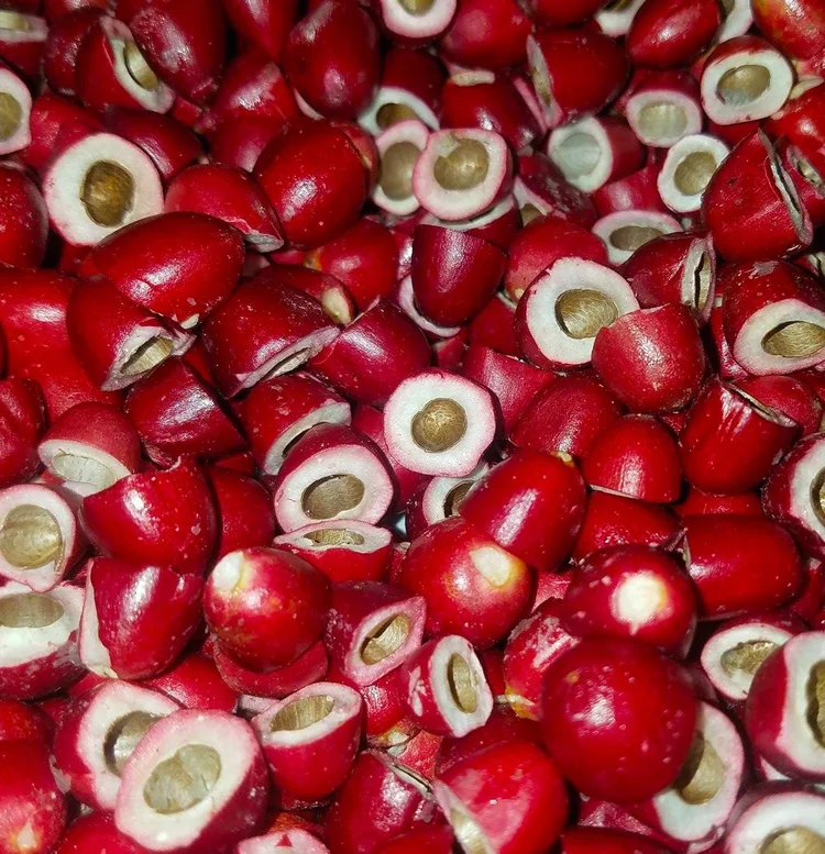 Wholesale — Miracle Fruit Farm, LLC- Fresh Miracle Berries & More ...