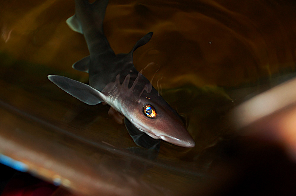 Our Animals - Biomes Marine Biology Center