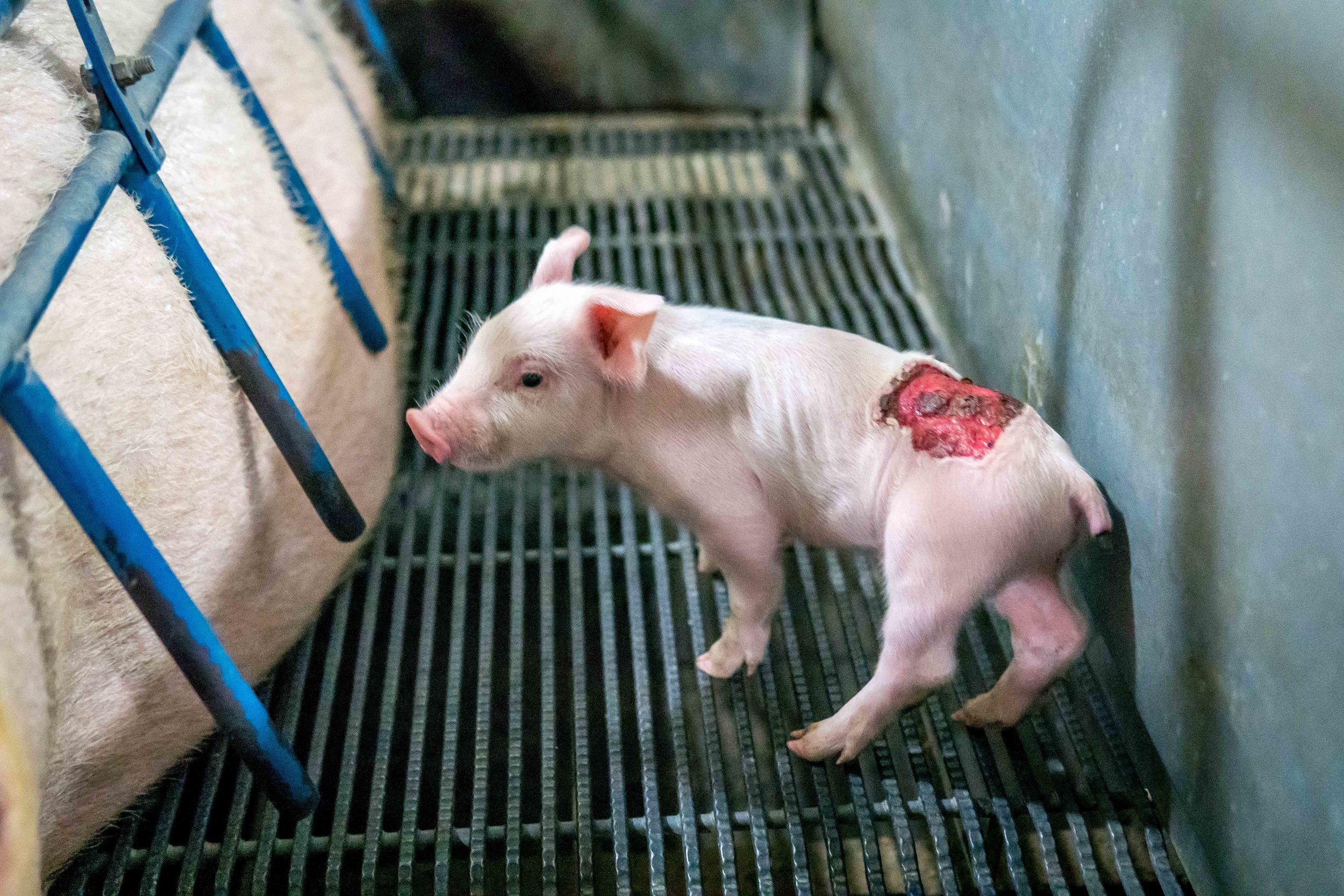 Direct Action Everywhere | DxE