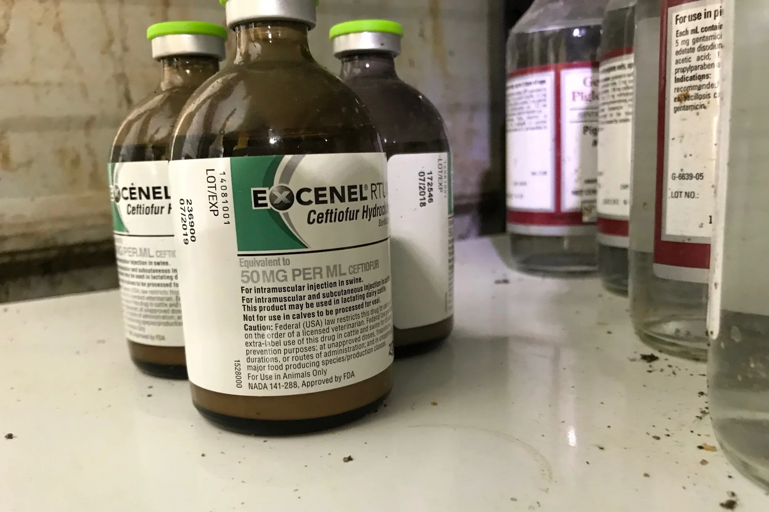 Direct Action Everywhere | DxE