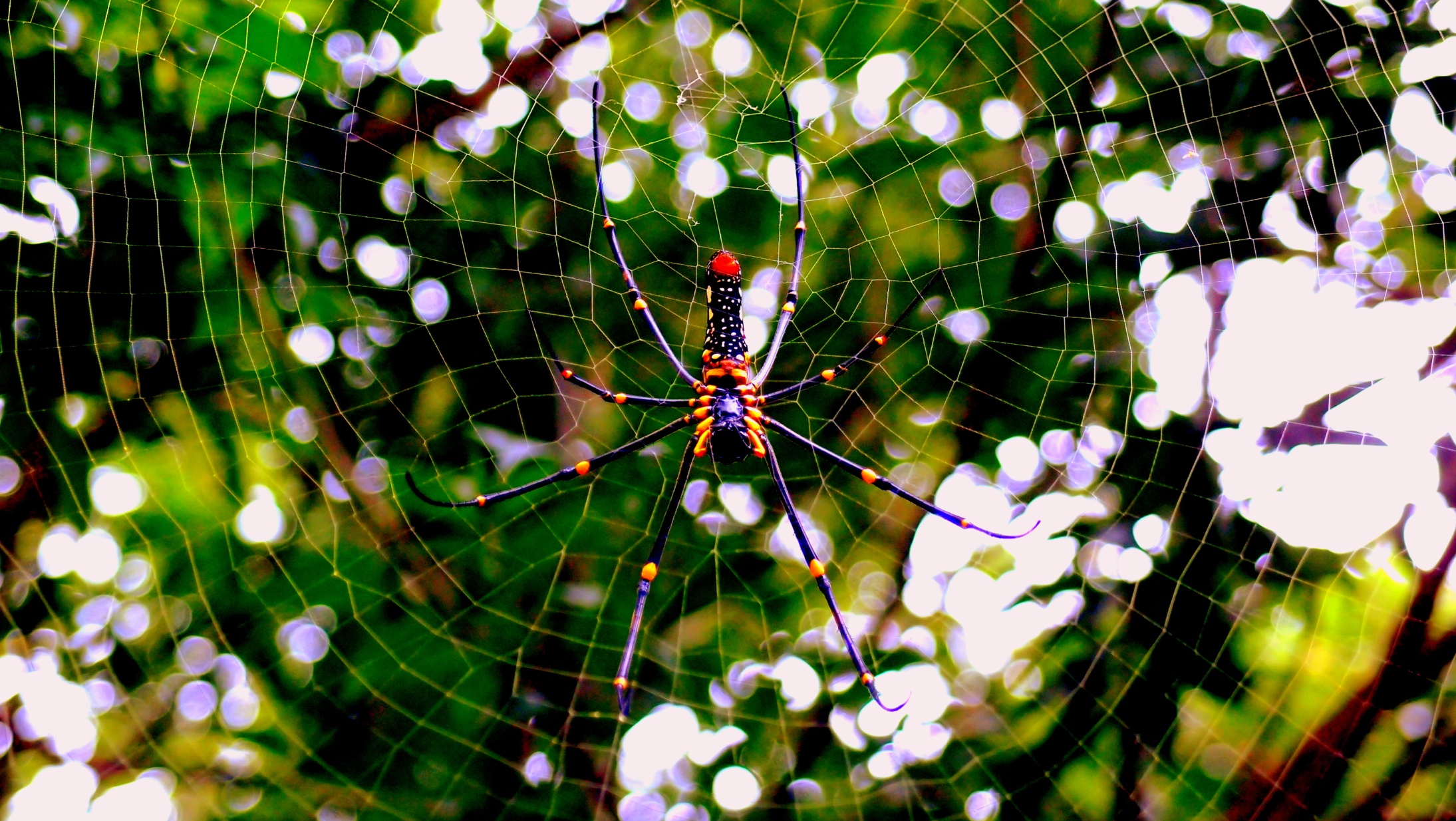 Little Adventures in Hong Kong | The Golden Orb Spider Hong Kong — J3 ...