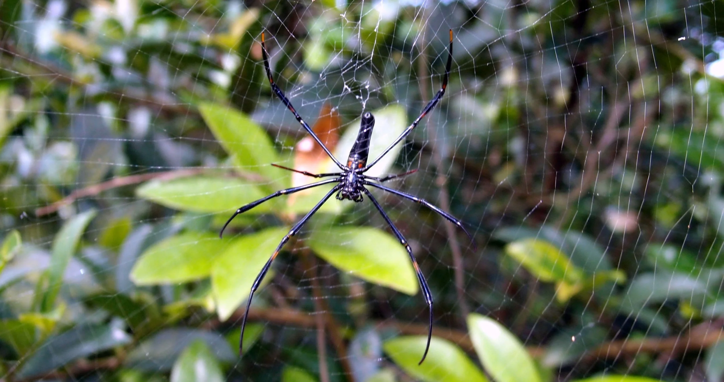 Little Adventures in Hong Kong | The Golden Orb Spider Hong Kong — J3 ...