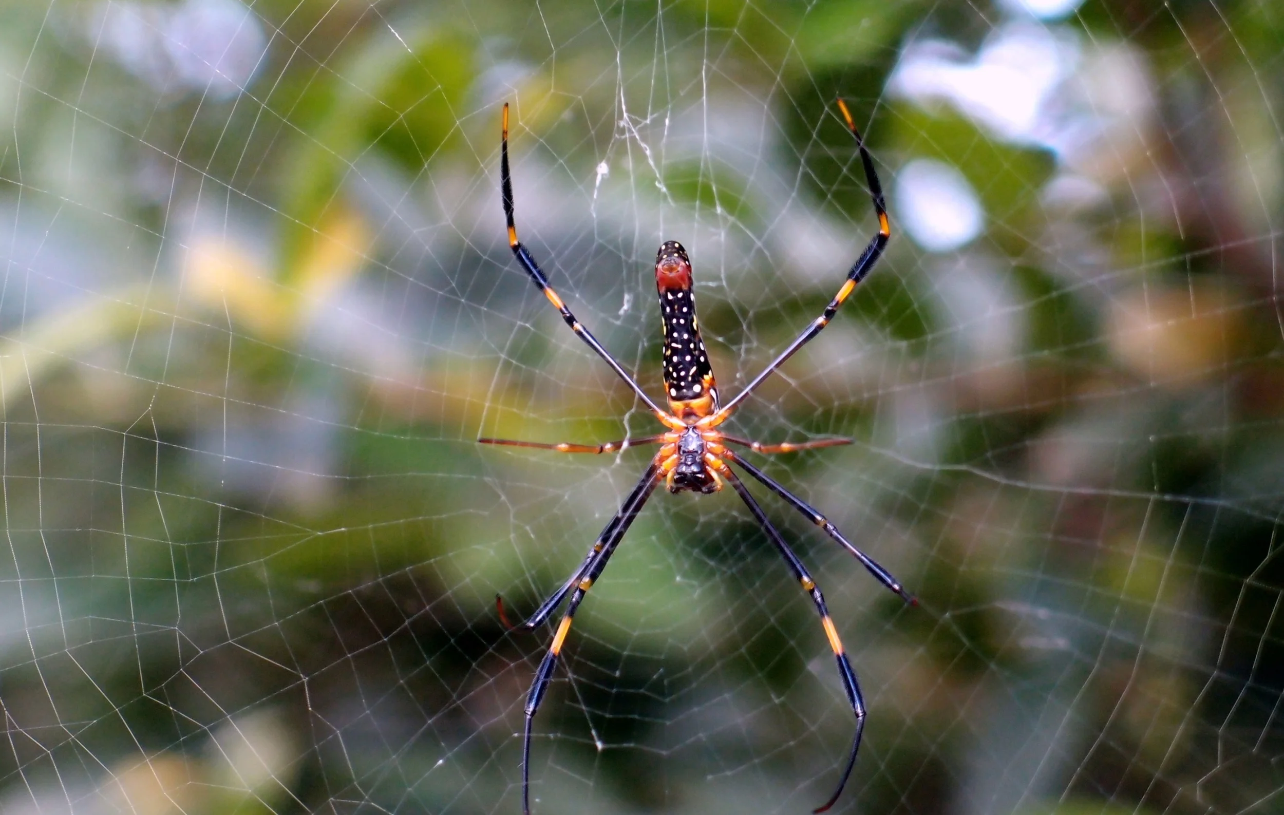 Little Adventures in Hong Kong | The Golden Orb Spider Hong Kong — J3 ...