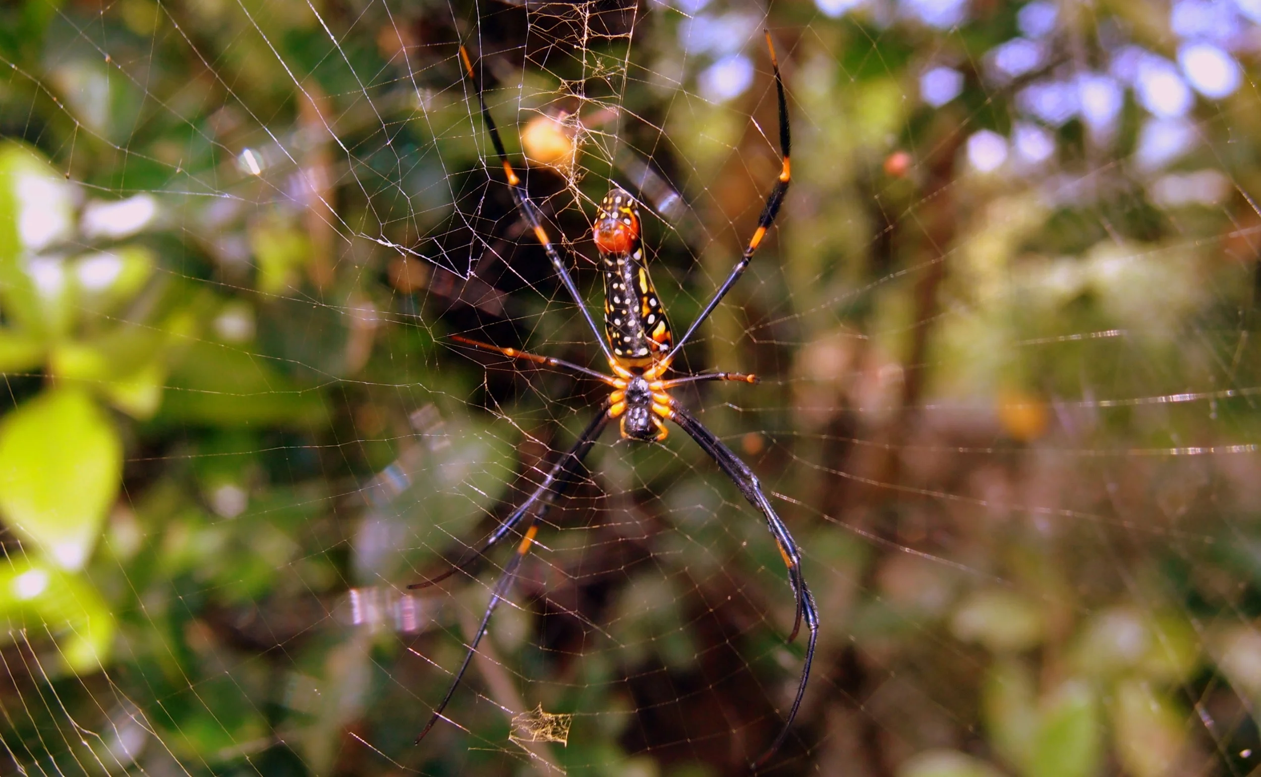 Little Adventures in Hong Kong | The Golden Orb Spider Hong Kong — J3 ...