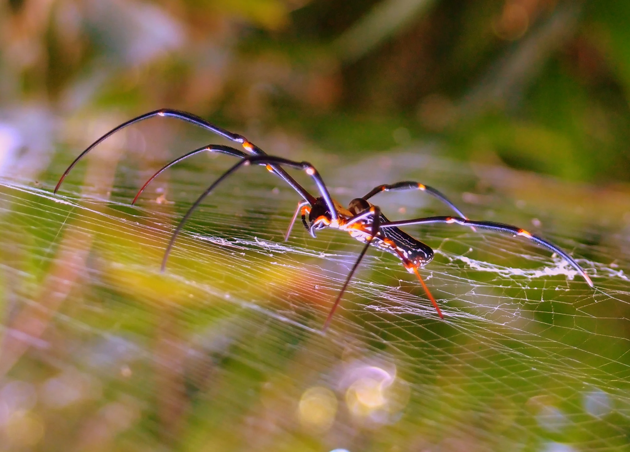 Little Adventures in Hong Kong | The Golden Orb Spider Hong Kong — J3 ...