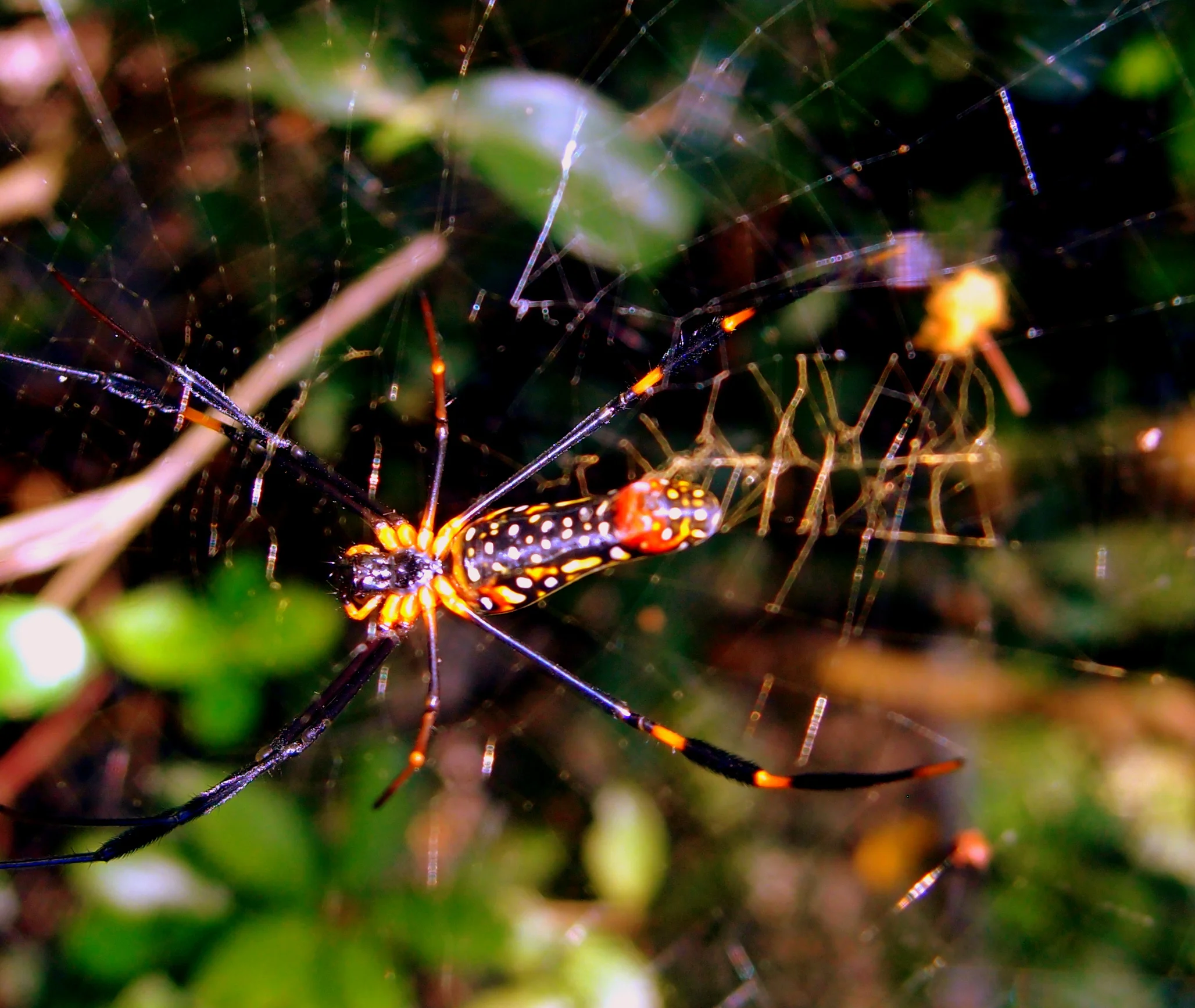 Little Adventures in Hong Kong | The Golden Orb Spider Hong Kong — J3 ...
